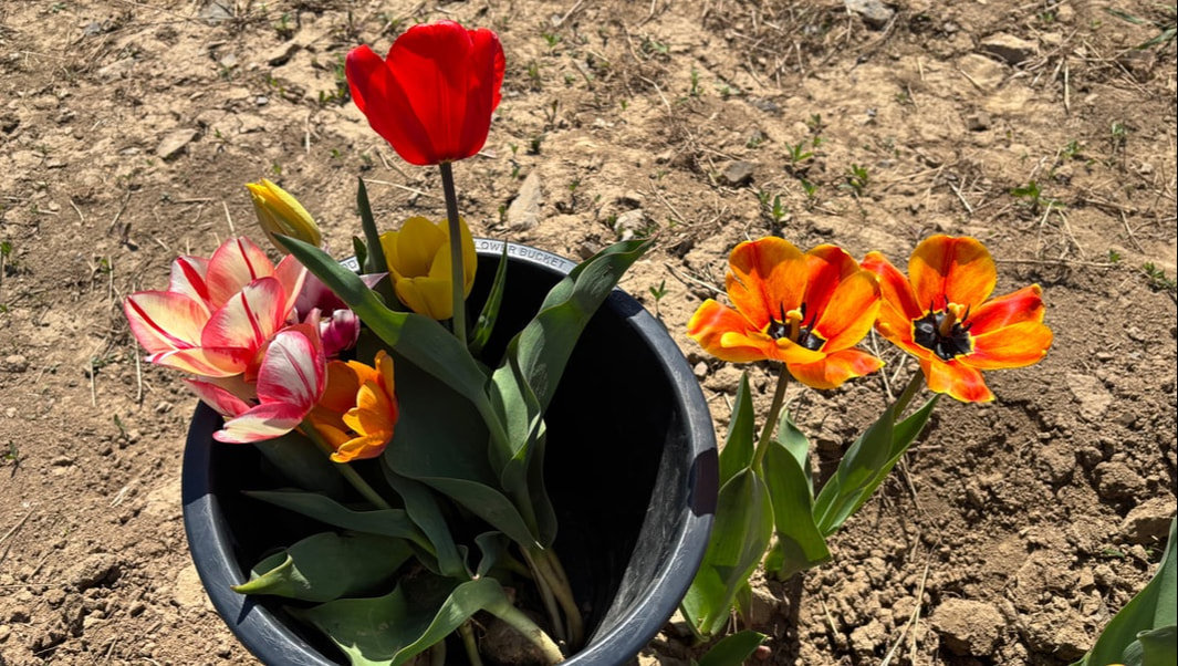 From Bulbs to Blooms at Burket Farm – Wx Shield